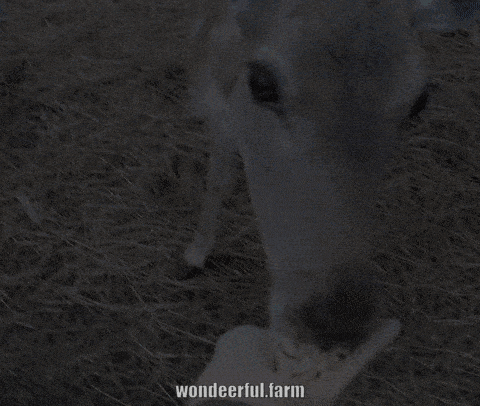 Hand Feeding GIFs - Get the best GIF on GIPHY