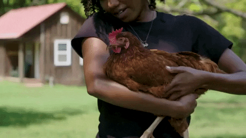 Chicken Love GIF by Mercy For Animals - Find & Share on GIPHY