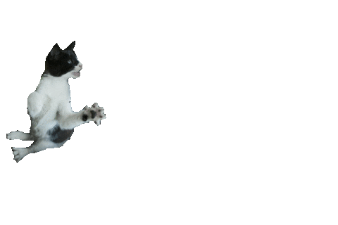 Jumping Cats Gif