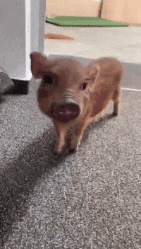 Funny Pig Gif