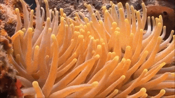 Corals and Other Invertebrates by Oceana | GIPHY