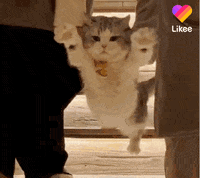 Really Happy Cat Gif