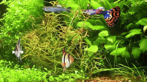 Animated Fish Tank Gif