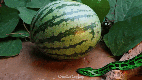 Watermelon Inside A Watermelon Gif