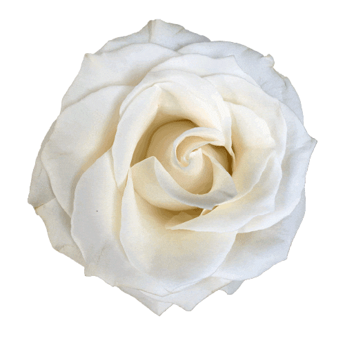 Images Of Animated White Roses