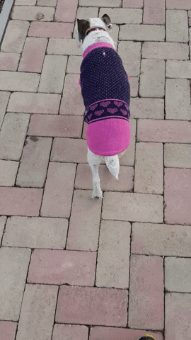 Walk Cute Dog GIF by KreativCopy - Find & Share on GIPHY