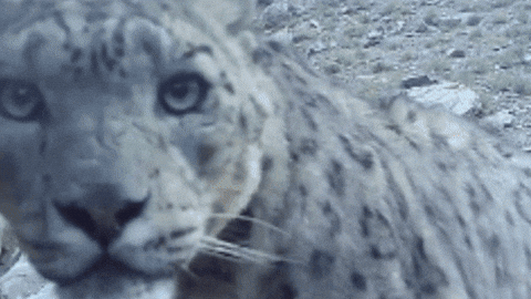 Snow Leopard Conservancy GIFs on GIPHY - Be Animated
