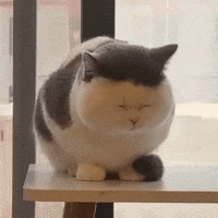 Funny Fat Cat Gif