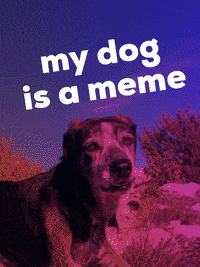 Sus Dog Meme GIFs - Find & Share on GIPHY