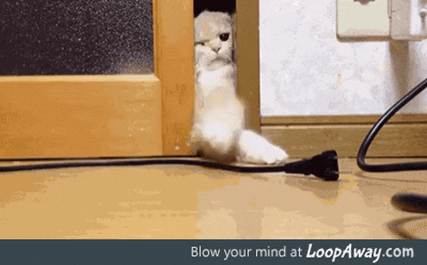 Mind Blown Cat Gif