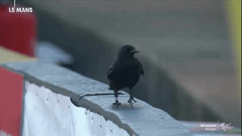 Magpie Bird GIFs - Get the best GIF on GIPHY