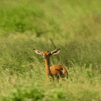 Deer Running Gif