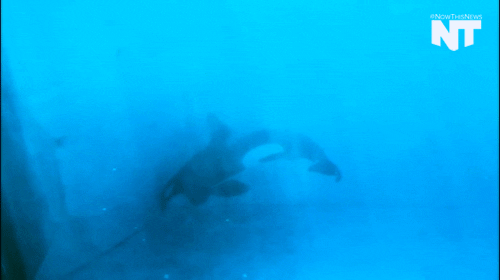 Sea Animals GIFs - Get the best GIF on GIPHY