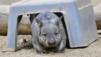 Los Angeles Zoo and Botanical Gardens GIFs on GIPHY - Be Animated