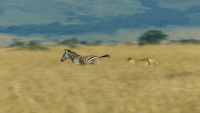 Running Cheetah Gif
