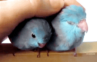 Bird GIFs - Find & Share on GIPHY