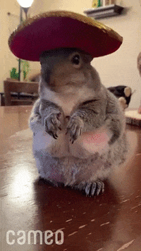 Funny Squirrels Gifs