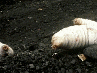 Maggots In Foot Gif