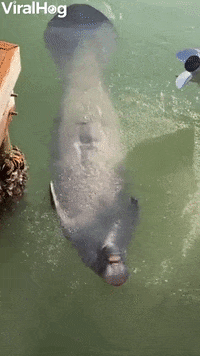 Cute Manatee Gif