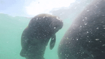 Manatee GIFs - Find & Share on GIPHY