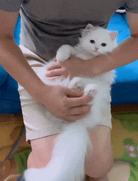 Seductive Cat Gif