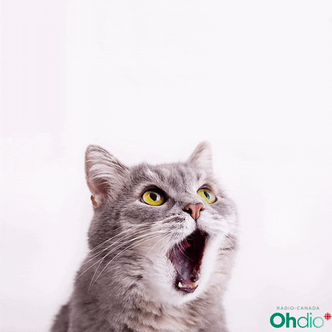 Cat Wow GIF by Radio-Canada OHdio - Find & Share on GIPHY