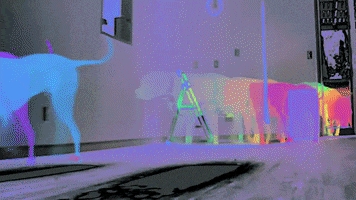 Dog Chasing Tail GIFs - Find & Share on GIPHY