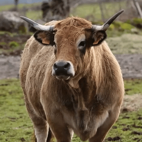 Grazing GIFs - Get the best GIF on GIPHY