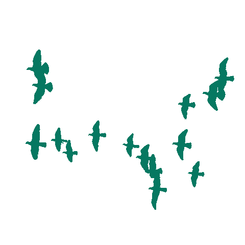 Transparent Animated Bird Gif