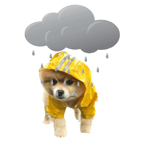 Rainy Day Dog Sticker by MISO PUP for iOS & Android | GIPHY