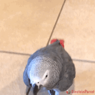 Parrot Walking GIFs - Get the best GIF on GIPHY