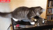 Gato Riendose GIFs - Find & Share on GIPHY