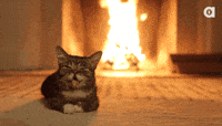 Lil Bub Laptop Gif