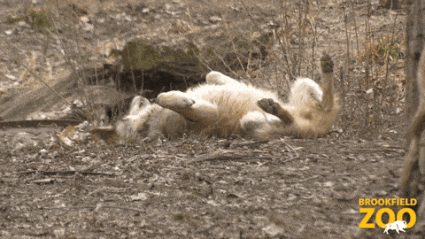 Rolling Wolf Pack GIF by Brookfield Zoo - Find & Share on GIPHY