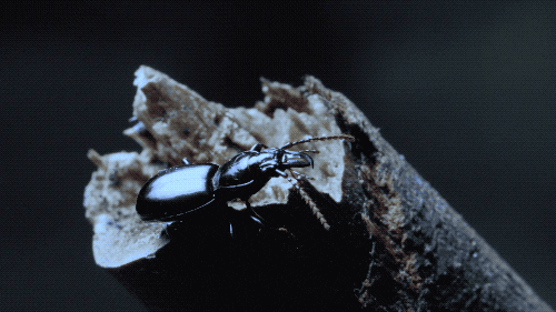Beetle Deep Look GIF by PBS Digital Studios - Find & Share on GIPHY
