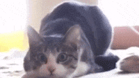 Shaq Cat Gif