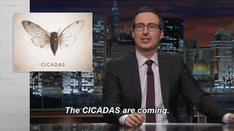 New trending GIF tagged john oliver cicada via… | Trending Gifs