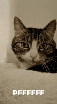 Gifs Cat Grumpy Angry Cat GIF Find & Share On GIPHY