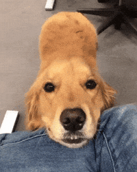 Animated Gif Dog Wagging Tail