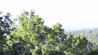 Trees Blowing In The Wind Gif