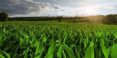 Spring Agriculture GIF by Legend Seeds - Find & Share on GIPHY