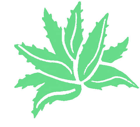 Aloe Vera Verde Sticker by Natural Scents Mx for iOS & Android | GIPHY