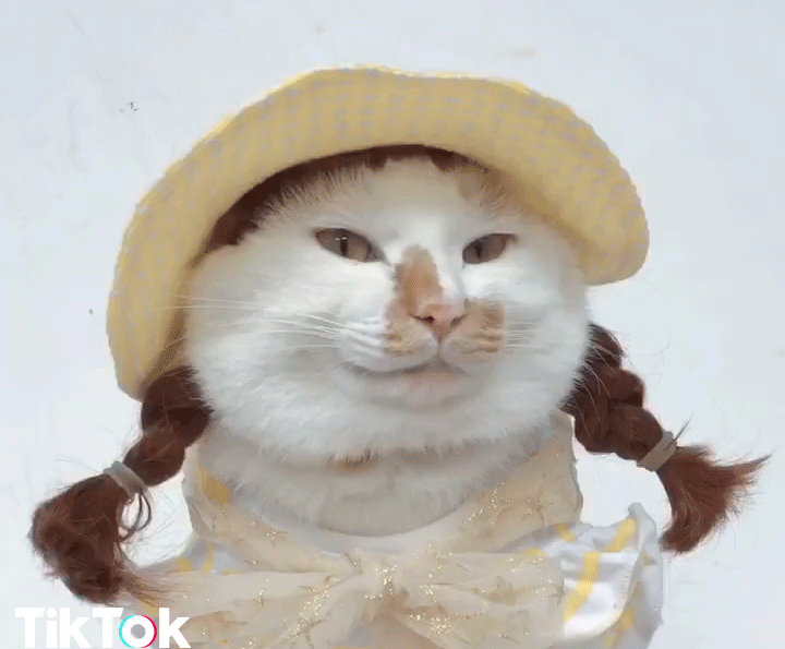 Cat GIF by TikTok - Find & Share on GIPHY
