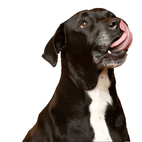 Hungry Bark GIFs on GIPHY - Be Animated