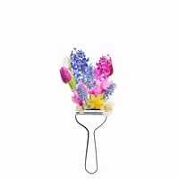 Spring Flower GIFs - Find & Share on GIPHY