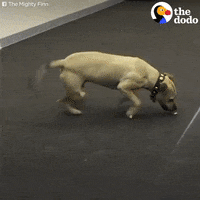 Hyper Animal Gif