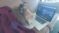 Dog Computer Gif