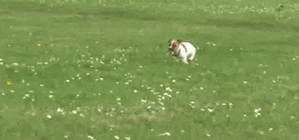 Jack Russel Terrier GIFs - Find & Share on GIPHY