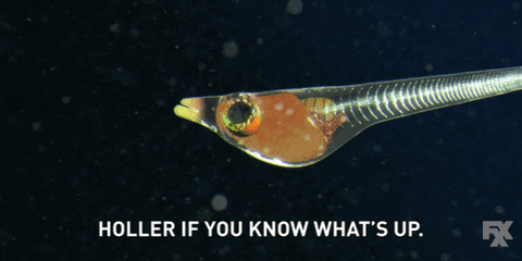 Holler If You Know Whats Up GIFs - Get the best GIF on GIPHY