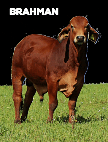 Brahman GIFs - Get the best GIF on GIPHY